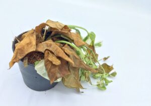 Why Is My Pothos Wilting? (7 Common Causes) - The Practical Planter