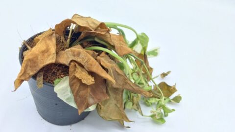 Why Is My Pothos Wilting? (7 Common Causes) - The Practical Planter
