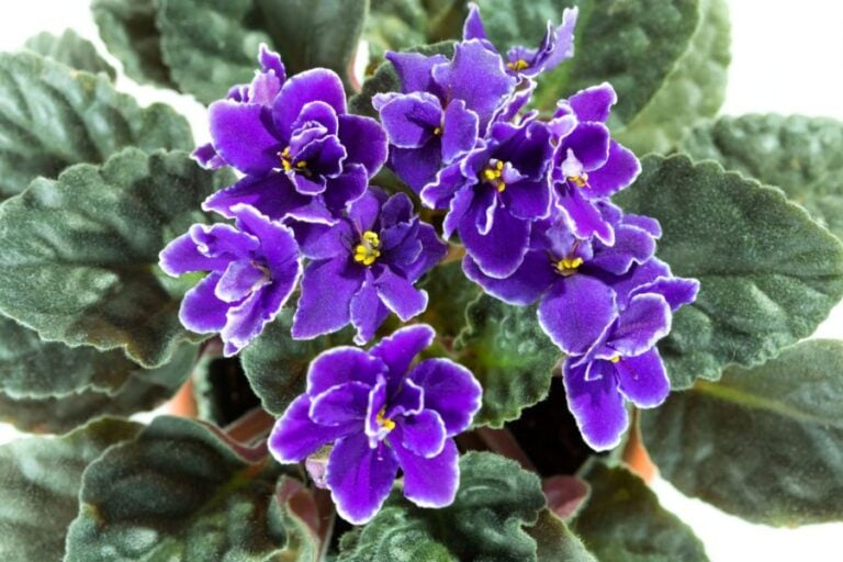 The Best Fertilizer for African Violets (3 Crucial Factors) - The ...