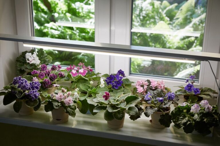 From Tiny to Titan: A Guide to All Sizes of African Violets - The ...
