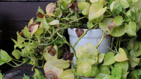Why Is My Pothos Dying? (3 Clear Causes) - The Practical Planter