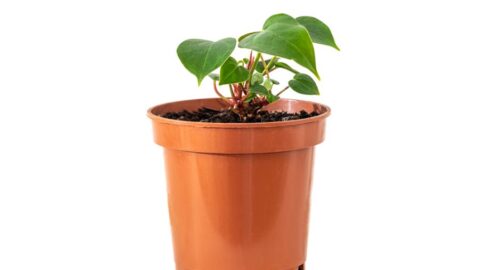11 Amazing Anthurium Benefits You Should Know About - The Practical Planter