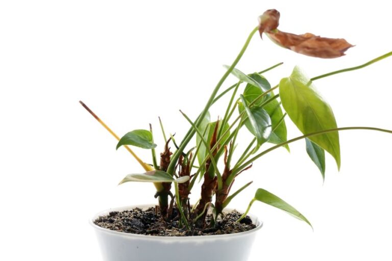 Sad Leaves? 6 Reasons Your Philodendron is Drooping (And How to Fix it ...
