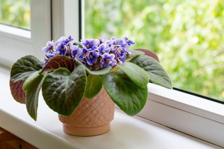 African Violets Light Requirements Guide - The Practical Planter