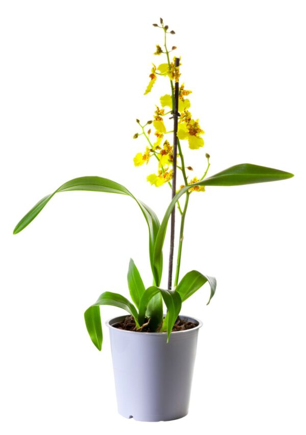 Orchid Care 101: Pruning, Watering, & Growing the Perfect Indoor Plant ...