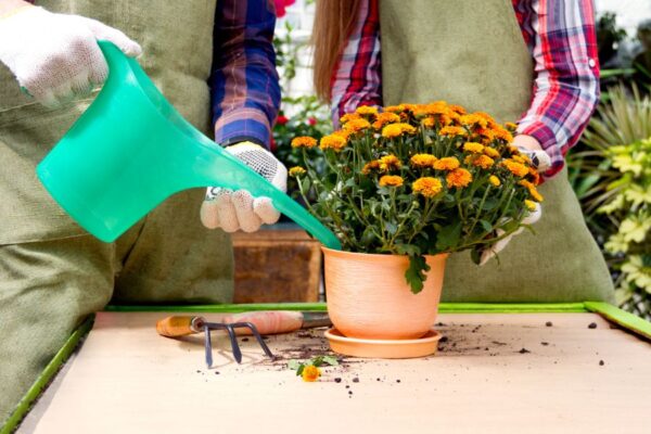 How to Make Mums Rebloom (6 Things to Know) - The Practical Planter