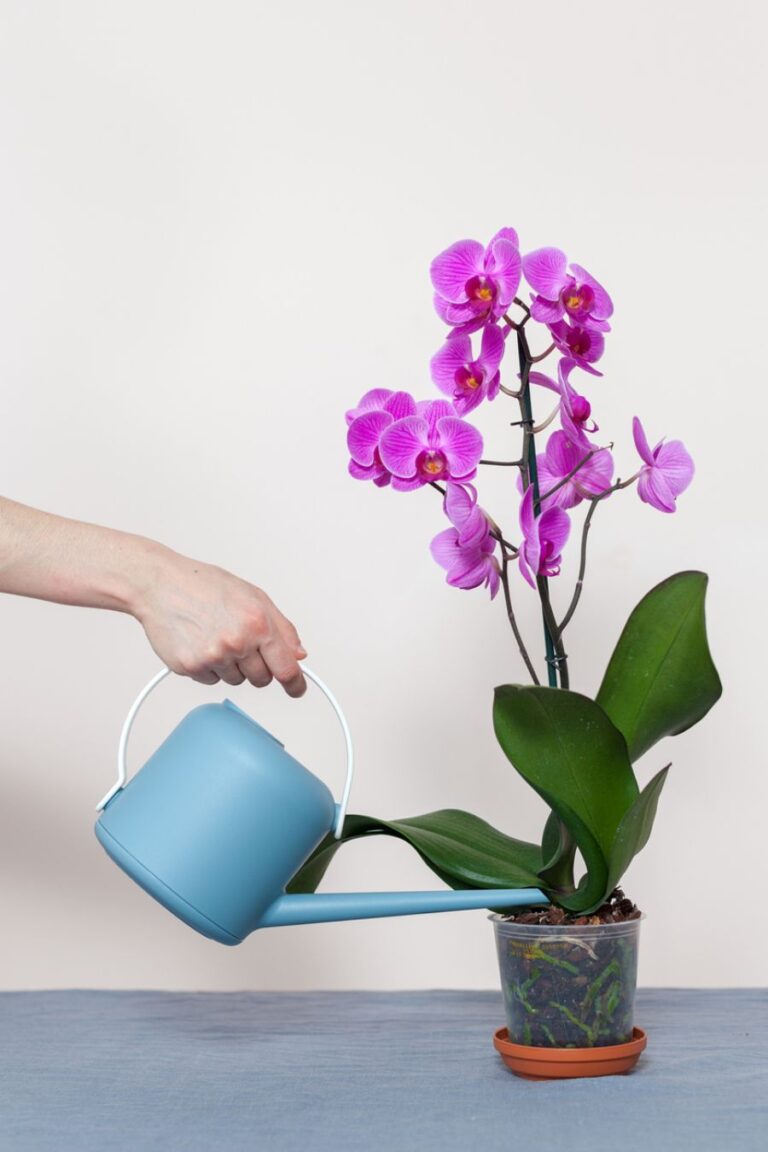 Orchid Care 101: Pruning, Watering, & Growing the Perfect Indoor Plant ...