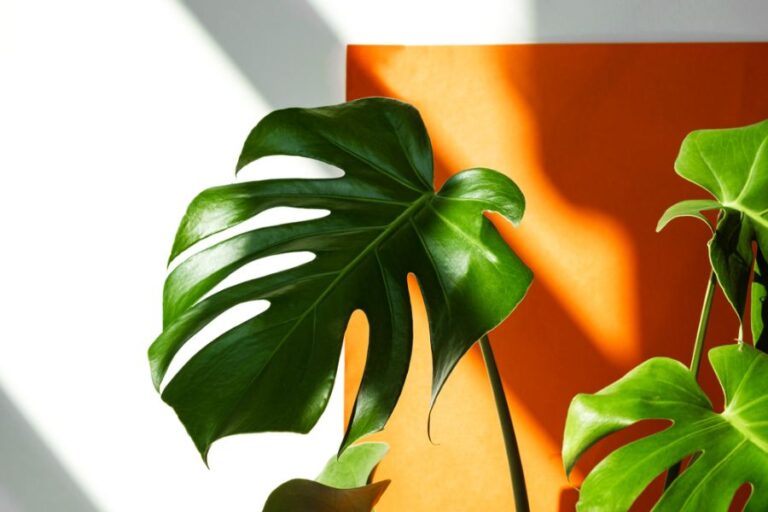 10 Awesome Monstera Benefits and Uses to Know - The Practical Planter