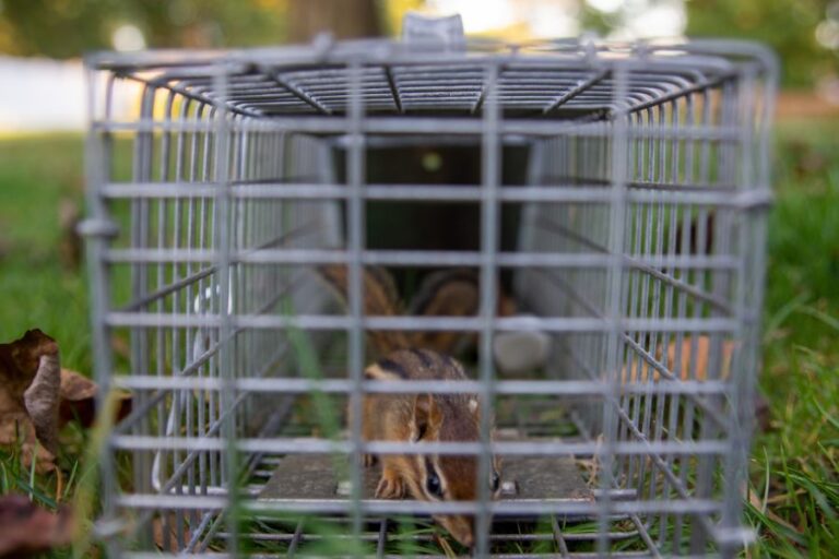 Save Your Flower Beds: 10 Battle-Tested Tactics to Fend Off Chipmunks ...