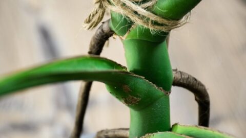 A Complete Guide to Notching Monstera (Step By Step) - The Practical ...
