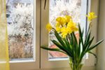 Full Daffodil Indoor Care Guide - The Practical Planter