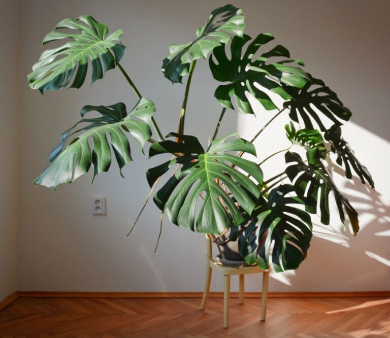 How Big Do Monsteras Grow? (Indoors and Outdoors) - The Practical Planter