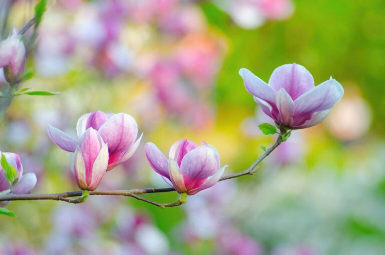 Gardenias vs. Magnolias: Uncovering the Captivating Differences - The ...