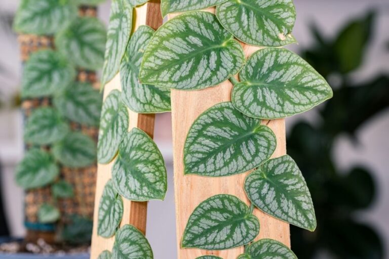 21 Popular and Rare Monstera Varieties You Should Know About - The ...