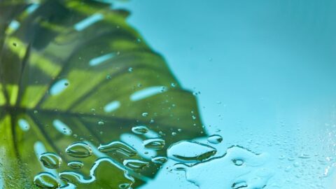Why Is My Monstera Dripping Water? (7 Reasons) - The Practical Planter