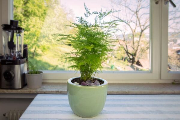 Are All Boston Ferns Toxic to Pets? - The Practical Planter