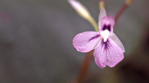 Do Prayer Plants Flower? (5 Tips to Make Them Bloom) - The Practical ...