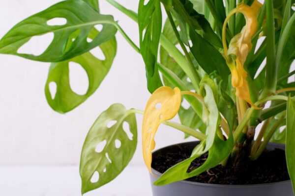 Is Your Monstera Crying for Help? 5 Signs of Root Rot You Can't Ignore ...