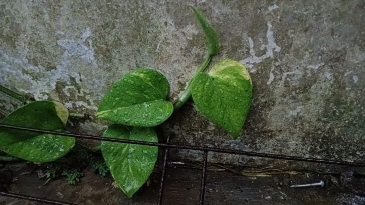 5 Reasons Your Pothos Is Dripping Water - The Practical Planter