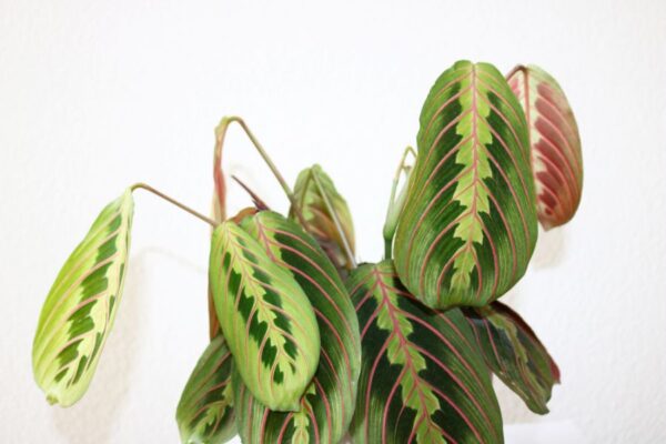 Why Is My Prayer Plant Drooping? (5 Common Causes) - The Practical Planter
