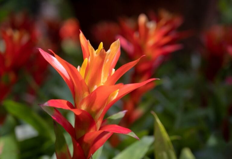 How to Make a Bromeliad Bloom (6 Things They Need) - The Practical Planter