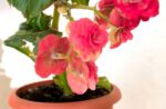 Common Begonia Problems (Diseases and Pests) - The Practical Planter