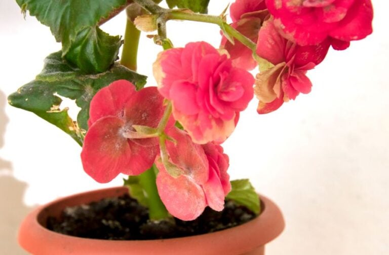 Common Begonia Problems (Diseases and Pests) - The Practical Planter