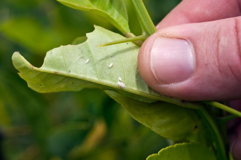 Common Begonia Problems (Diseases and Pests) - The Practical Planter