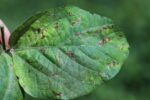 Common Begonia Problems (Diseases and Pests) - The Practical Planter