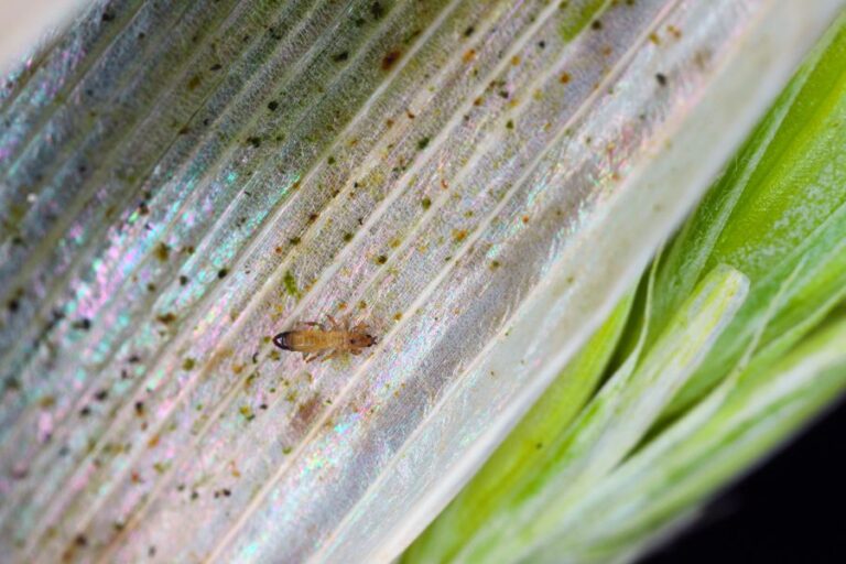 Common Begonia Problems (Diseases and Pests) - The Practical Planter