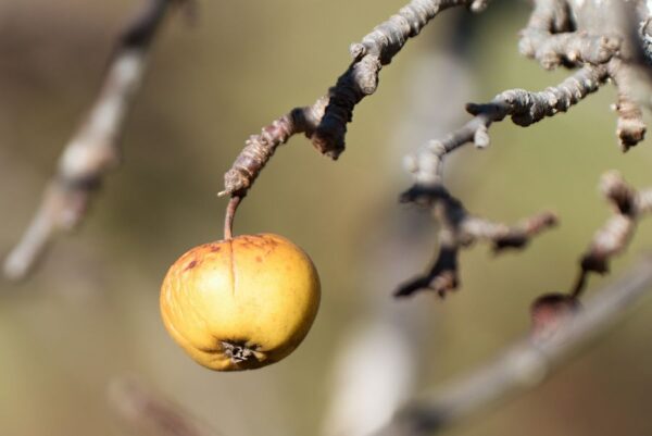 Is My Crabapple Tree Dying? (5 Signs to Watch For) - The Practical Planter