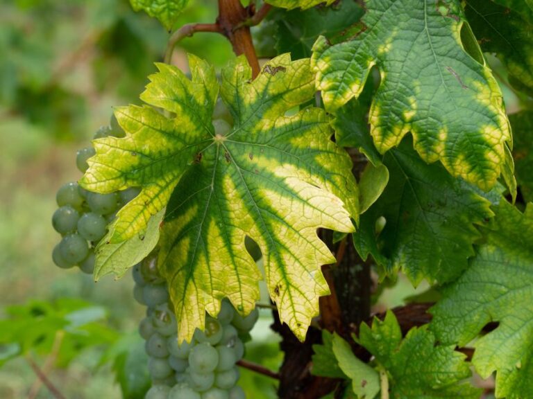 How to Fix Iron Deficiency in Plants (Symptoms and Treatment Methods ...