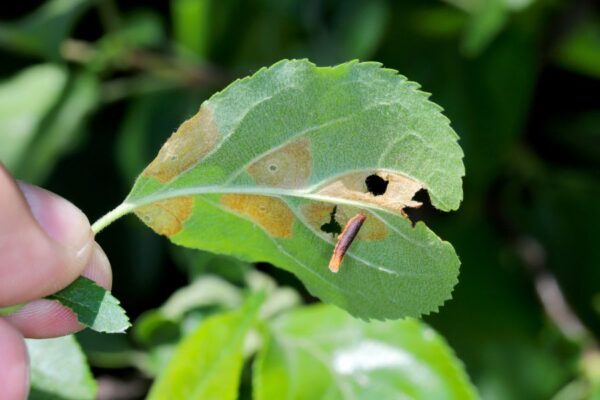 Is My Crabapple Tree Dying? (5 Signs to Watch For) - The Practical Planter