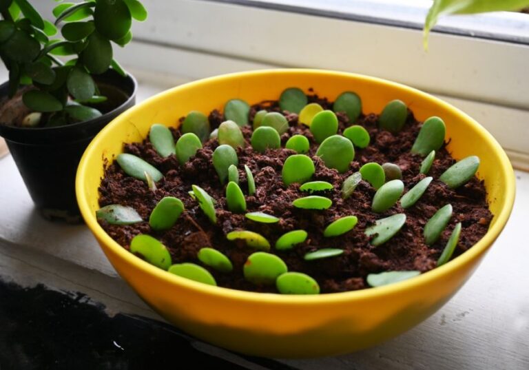 Can You Grow a Jade Plant from a Leaf? (Yes, and Here's How) - The ...