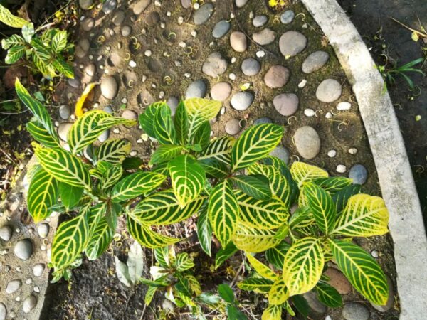 Why Is My Zebra Plant Turning Yellow? (8 Common Causes) - The Practical ...
