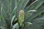 Do Yucca Plants Bloom? (And Why Yours Isn't) - The Practical Planter