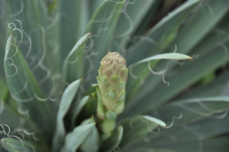 Do Yucca Plants Bloom? (And Why Yours Isn't) - The Practical Planter