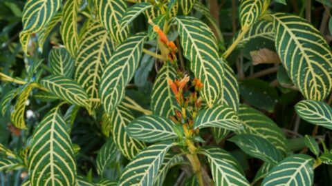 Why Is My Zebra Plant Dropping Leaves? (7 Common Causes) - The ...