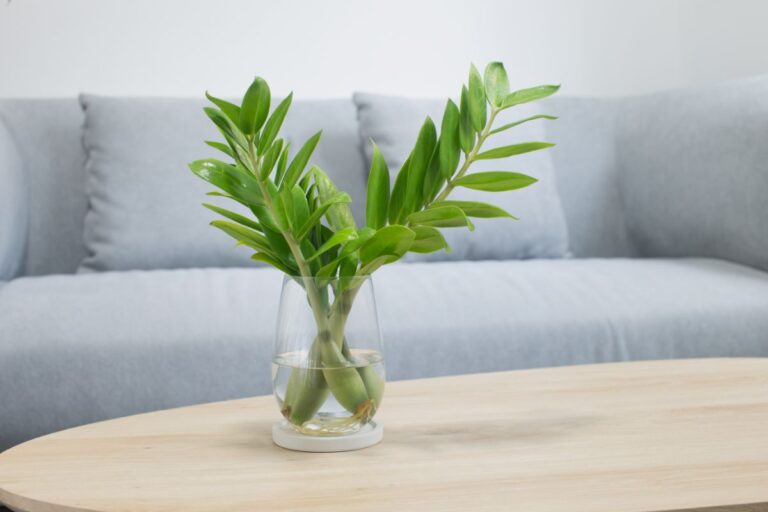 Can You Grow ZZ Plants in Water? (Plus the Pros & Cons) - The Practical ...