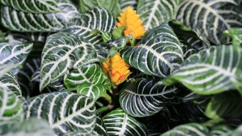 Does a Zebra Plant Flower? (Tips to Make It Happen) - The Practical Planter