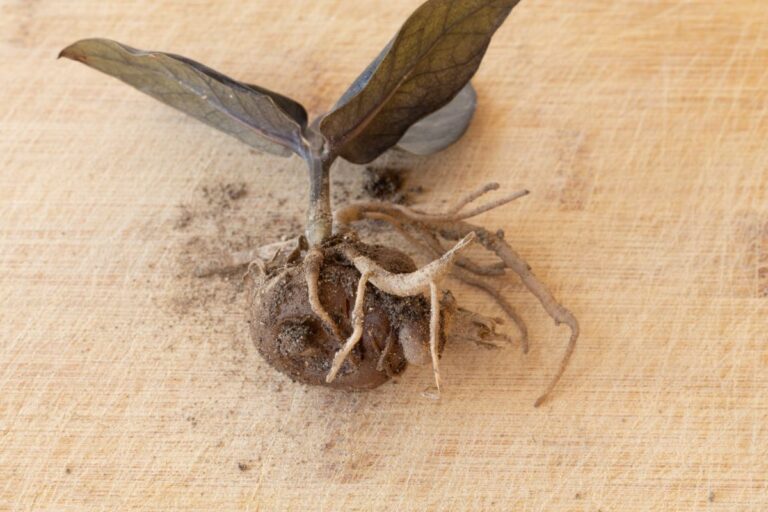 7 ZZ Plant Diseases and Issues You Should Know About - The Practical ...