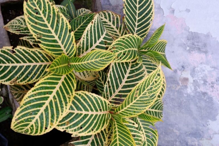 The 4 Most Common Zebra Plant Pests - The Practical Planter