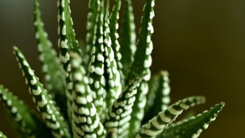 9 Types of Zebra Plants You Should Know About - The Practical Planter