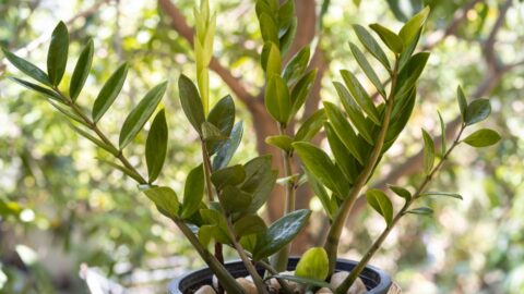 14 Popular ZZ Plant Types You Should Know About - The Practical Planter