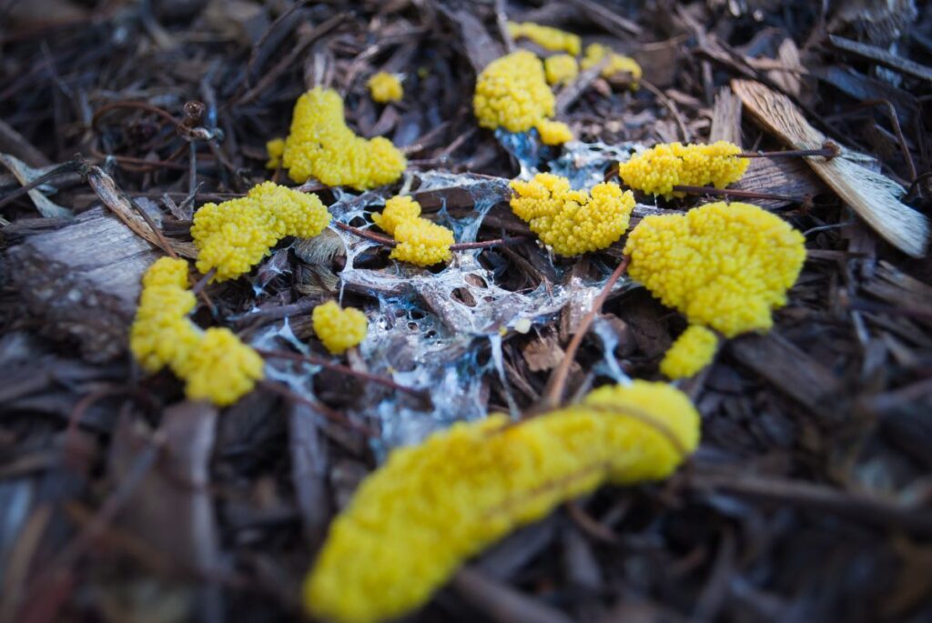 Can Mulch Get Moldy? (And Can Mold Hurt Your Plants?) - The Practical ...