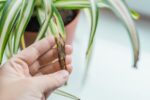 Common Spider Plants Problems and Diseases to Watch For - The Practical ...