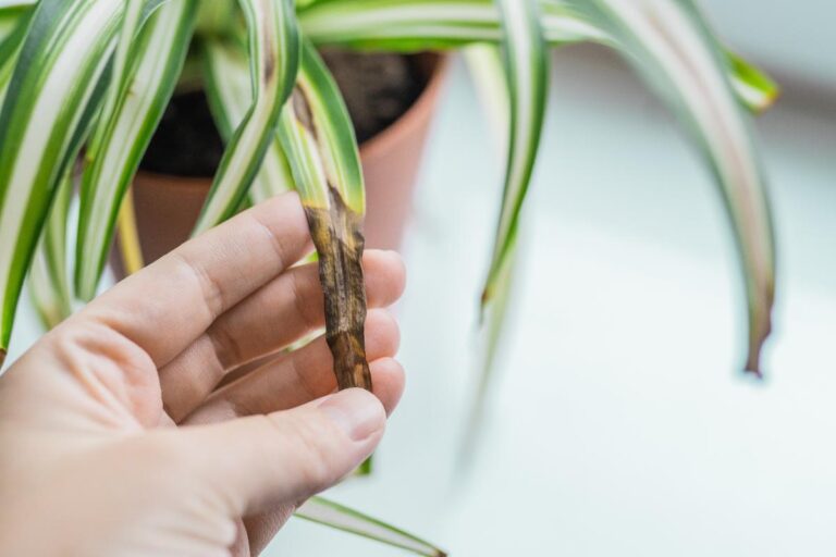Common Spider Plants Problems and Diseases to Watch For - The Practical ...