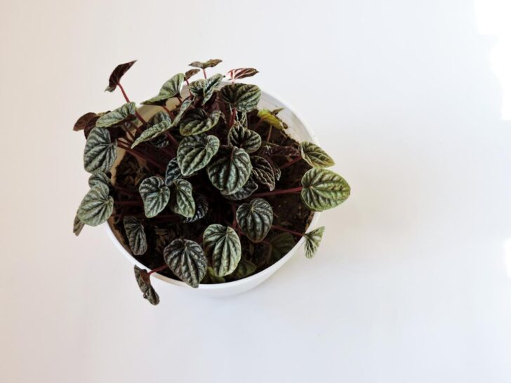 30 Stunning Peperomia Varieties You Need to See With Your Own Eyes ...