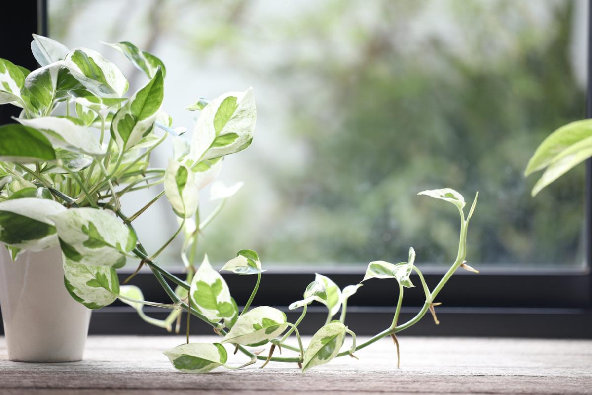 Pothos vs. Ivy (Are They the Same Thing?) - The Practical Planter