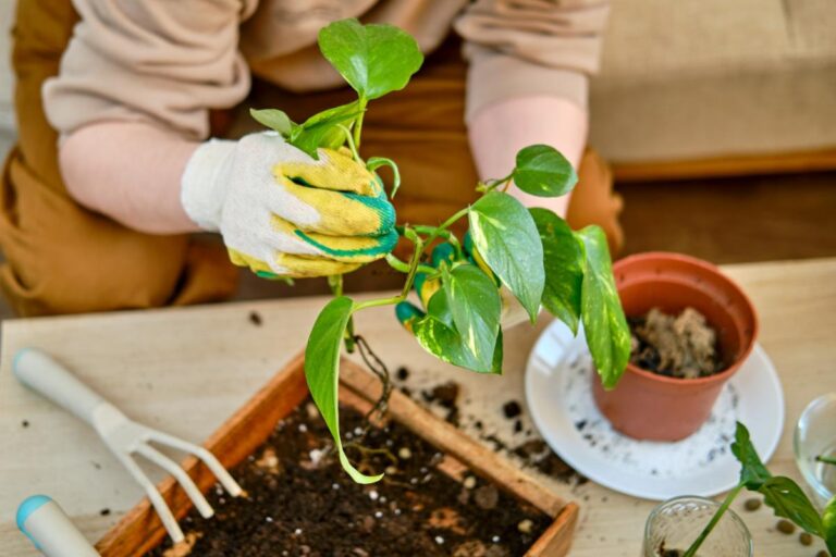 Pothos 101: Care Tips for This Popular Houseplant - The Practical Planter